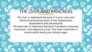 Human Body - Digestive System | PPTX | Chemistry | Science
