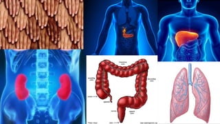 Human Body - Excretory System | PPT