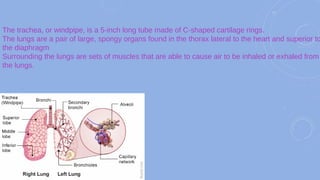 Human Body - Respiratory System | PDF