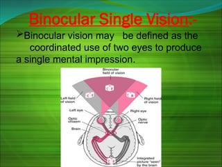 BSV (BINOCULAR SINGAL VISION) HUMAN EYE.ppt