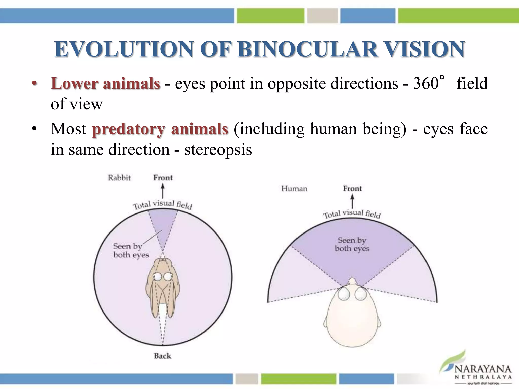 Binocular vision | PPTX
