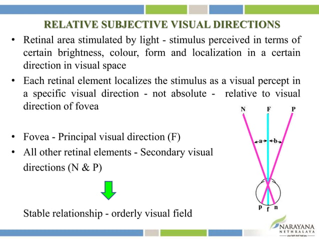 Binocular vision | PPTX | Eye and Vision Conditions | Diseases and ...