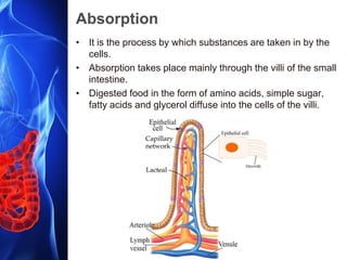 Human Digestive Anatomy | PPTX