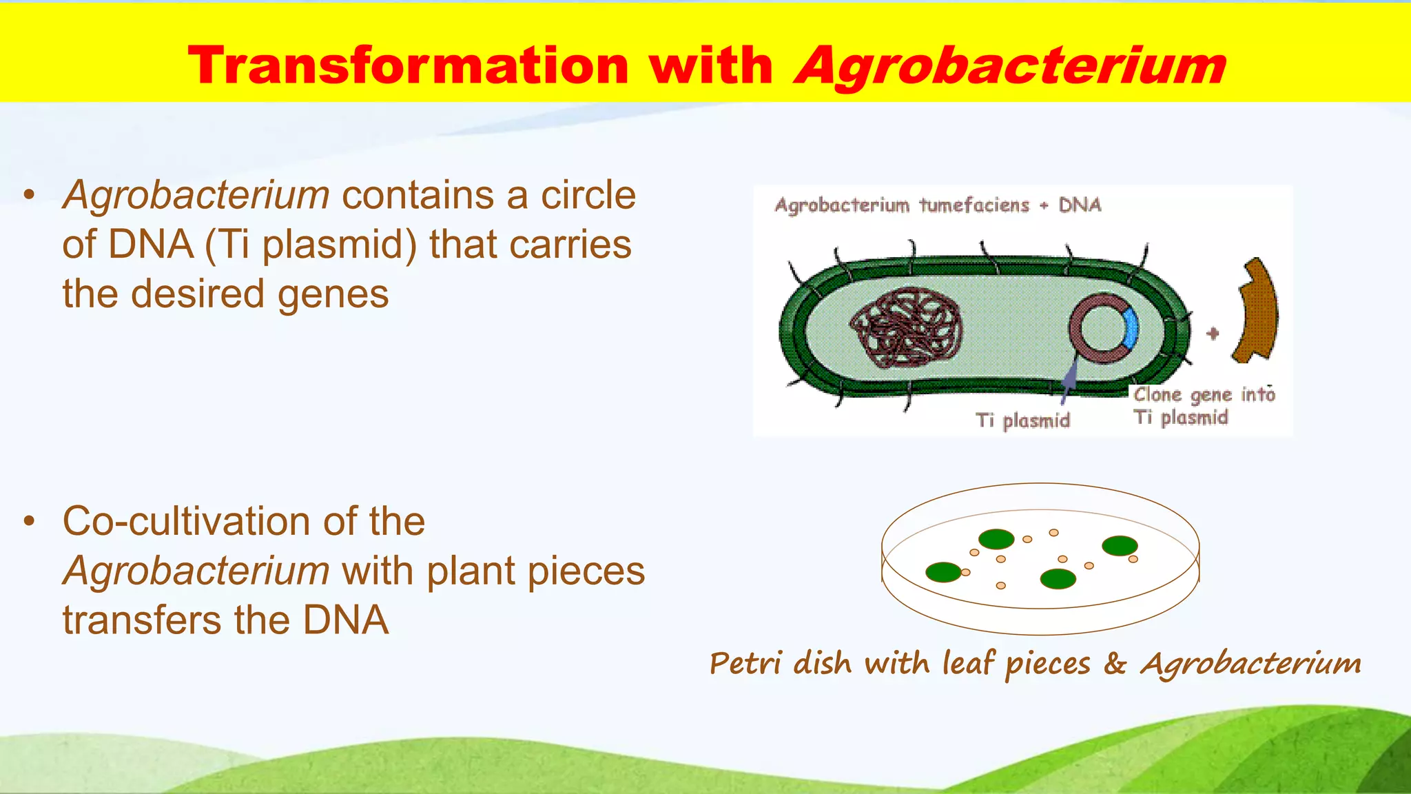 Bt. crops ppt | PPTX