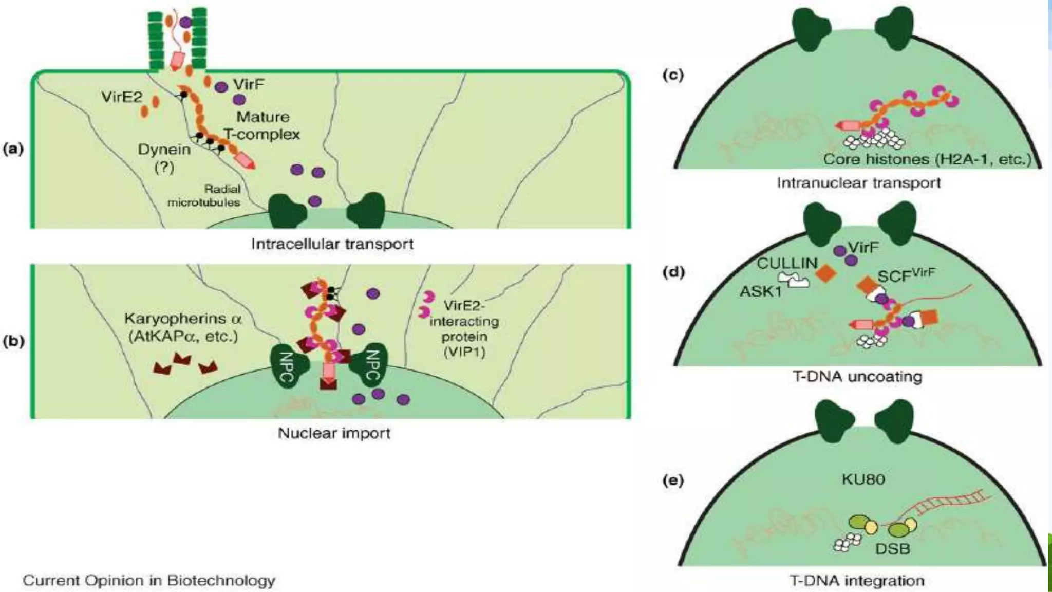 Bt. crops ppt | PPTX