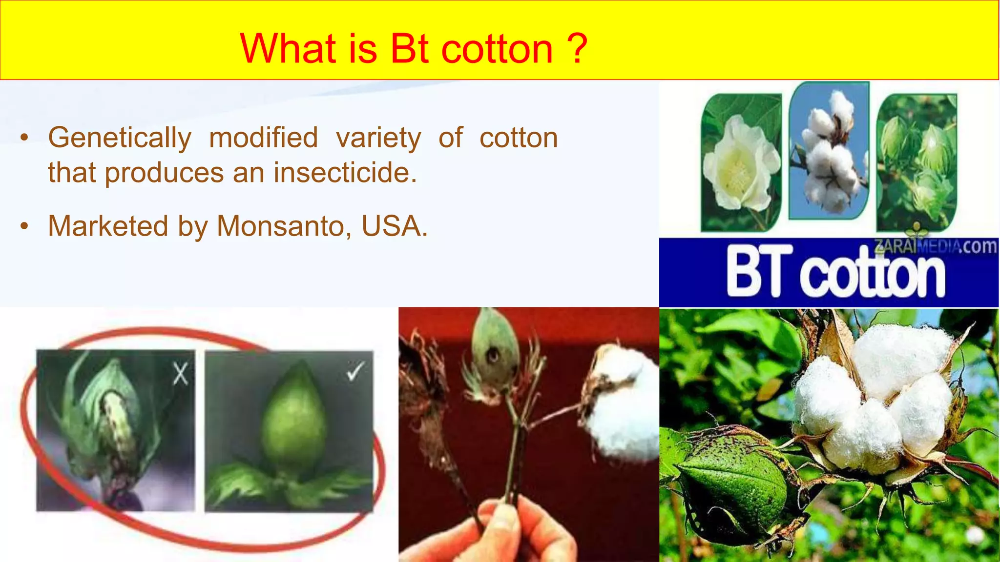 Bt. crops ppt | PPTX