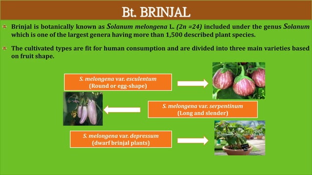 Bt. crops ppt | PPTX