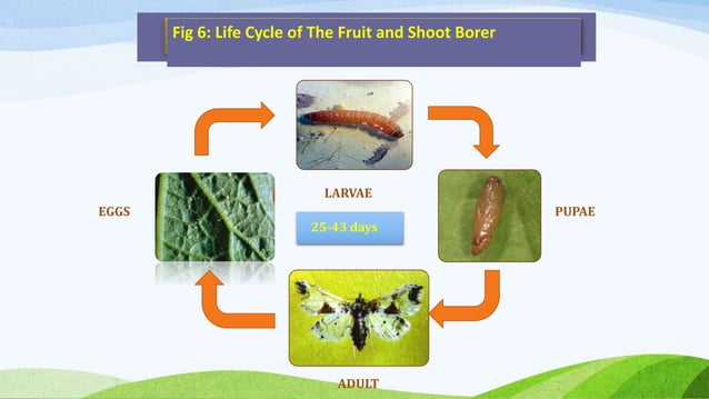 Bt. crops ppt | PPTX