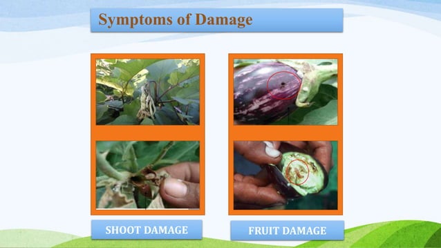 Bt. crops ppt | PPTX