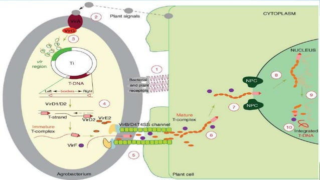 Bt. crops ppt | PPTX