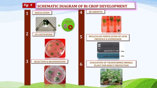 Bt. crops ppt | PPTX