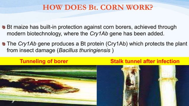 Bt. crops ppt | PPTX