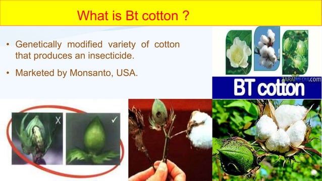 Bt. crops ppt | PPT
