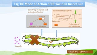 Bt. crops ppt | PPTX