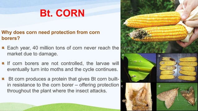 Bt. crops ppt