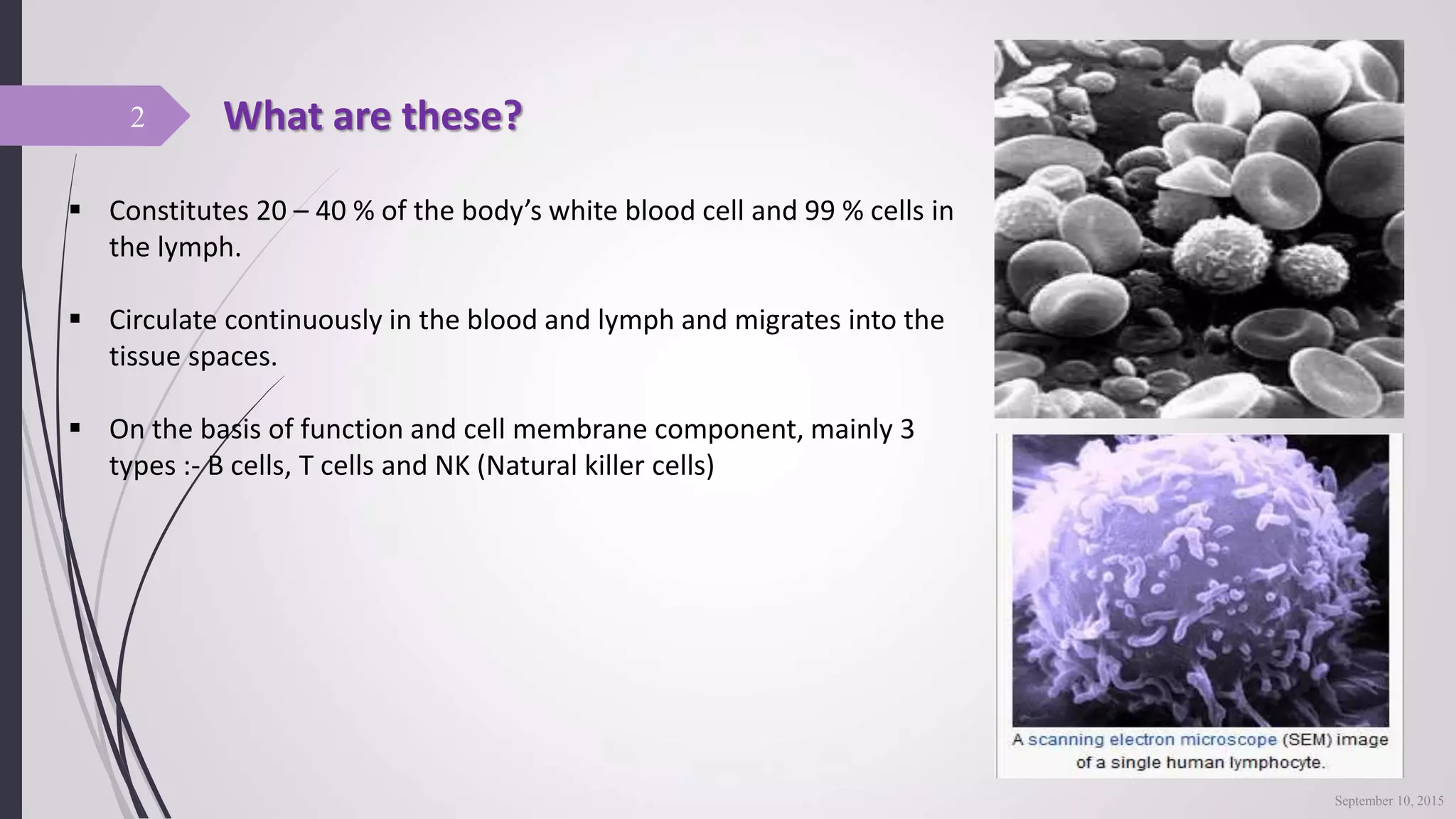 Lymphocytes | PPT