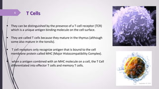 Lymphocytes | PPT