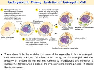 Cell biology for the under graduate course | PDF
