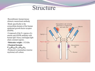 Cetuximab- Erbitux | PPTX