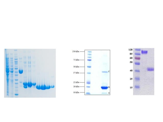 BT631-12-X-ray_crystallography_protein_crystallization | PDF ...