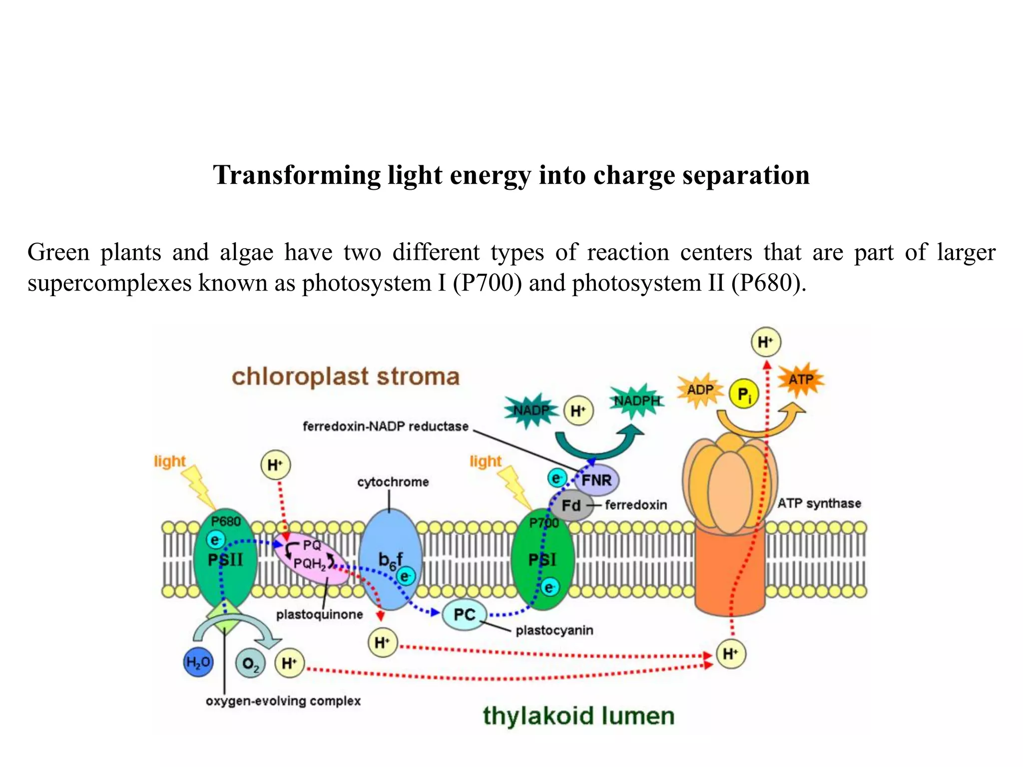 BT631-25-Membrane_proteins | PDF