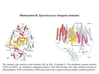 BT631-25-Membrane_proteins | PDF