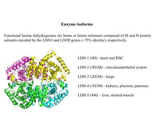 BT631-29-Dehydrogenases | PPT