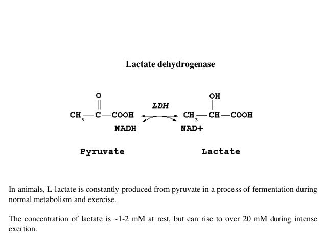 BT631-29-Dehydrogenases