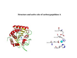 BT631-Lec31-Proteases | PDF