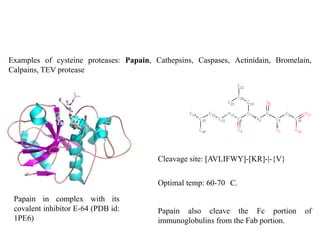 BT631-Lec31-Proteases | PDF