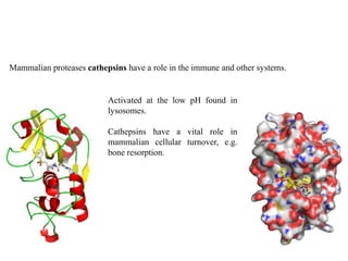 BT631-Lec31-Proteases | PDF