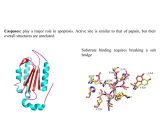 BT631-Lec31-Proteases | PDF