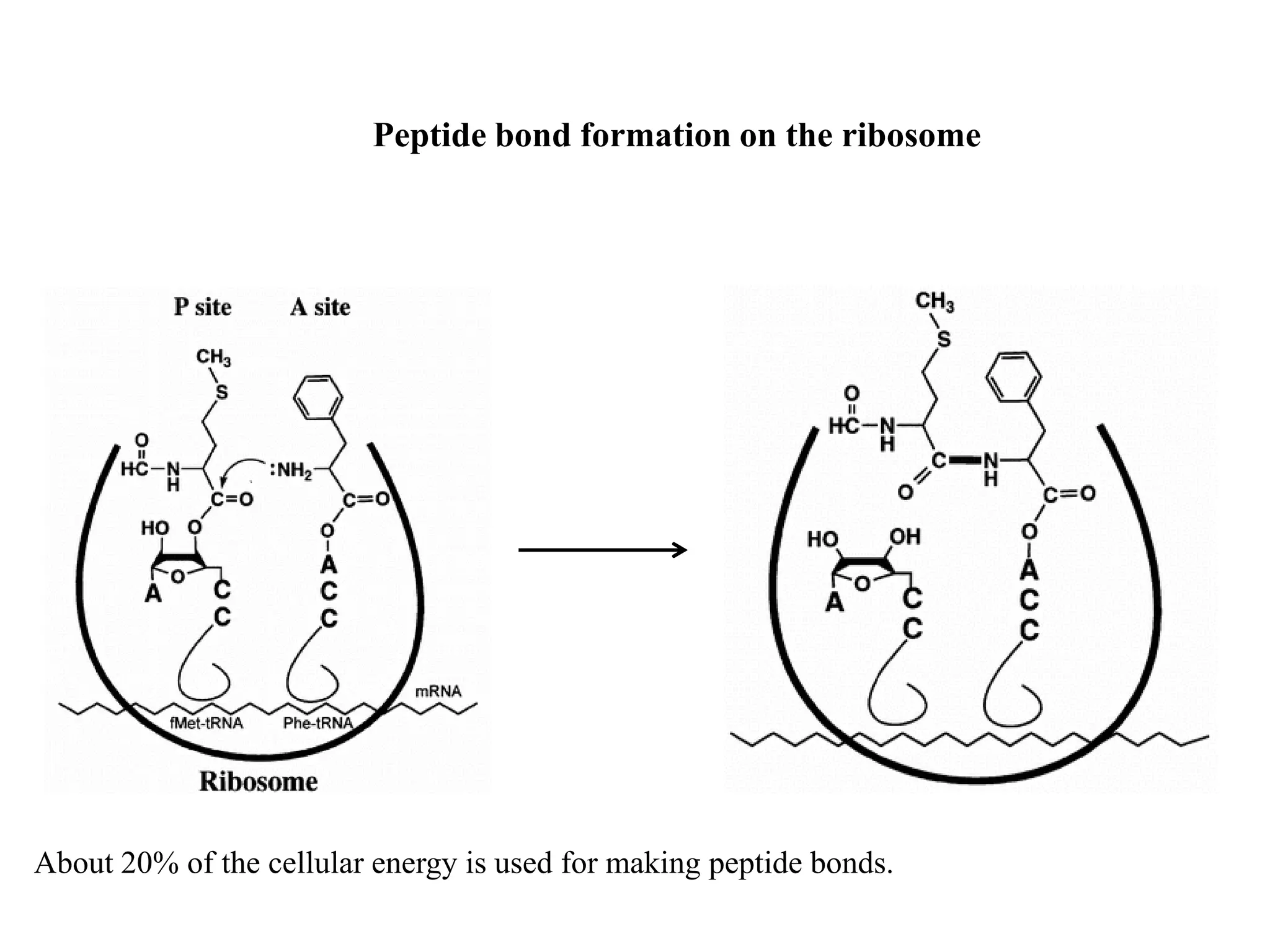 BT631-4-peptide_bonds | PDF
