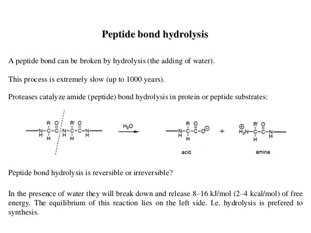 Peptide Bond Hydrolysis