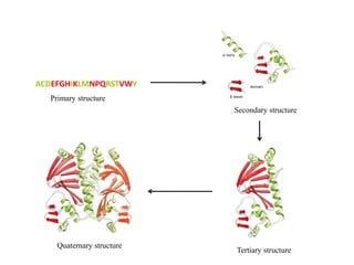 BT631-5-primary_secondary_structures_proteins | PPT