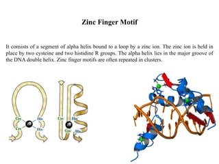 BT631-6-structural_motifs | PDF | Programming Languages | Computing