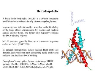 BT631-6-structural_motifs | PDF | Programming Languages | Computing