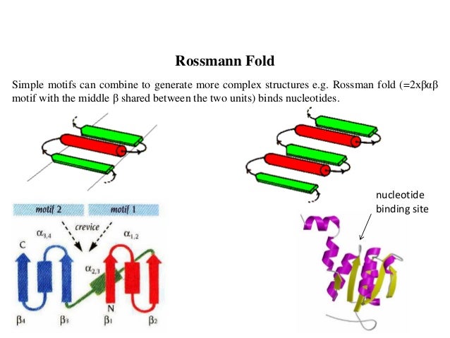 BT631-6-structural_motifs