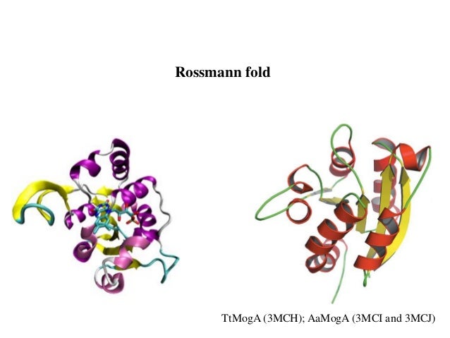 BT631-8-Folds_proteins