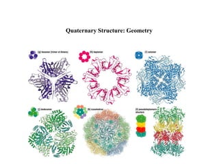 BT631-9-quaternary_structures_proteins | PDF