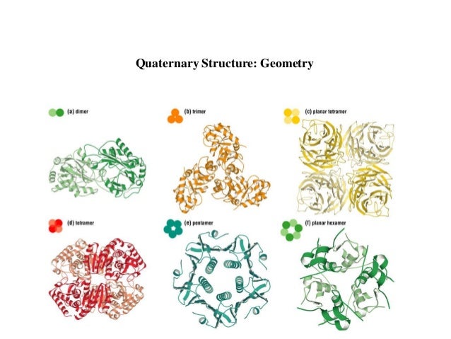 BT631-9-quaternary_structures_proteins