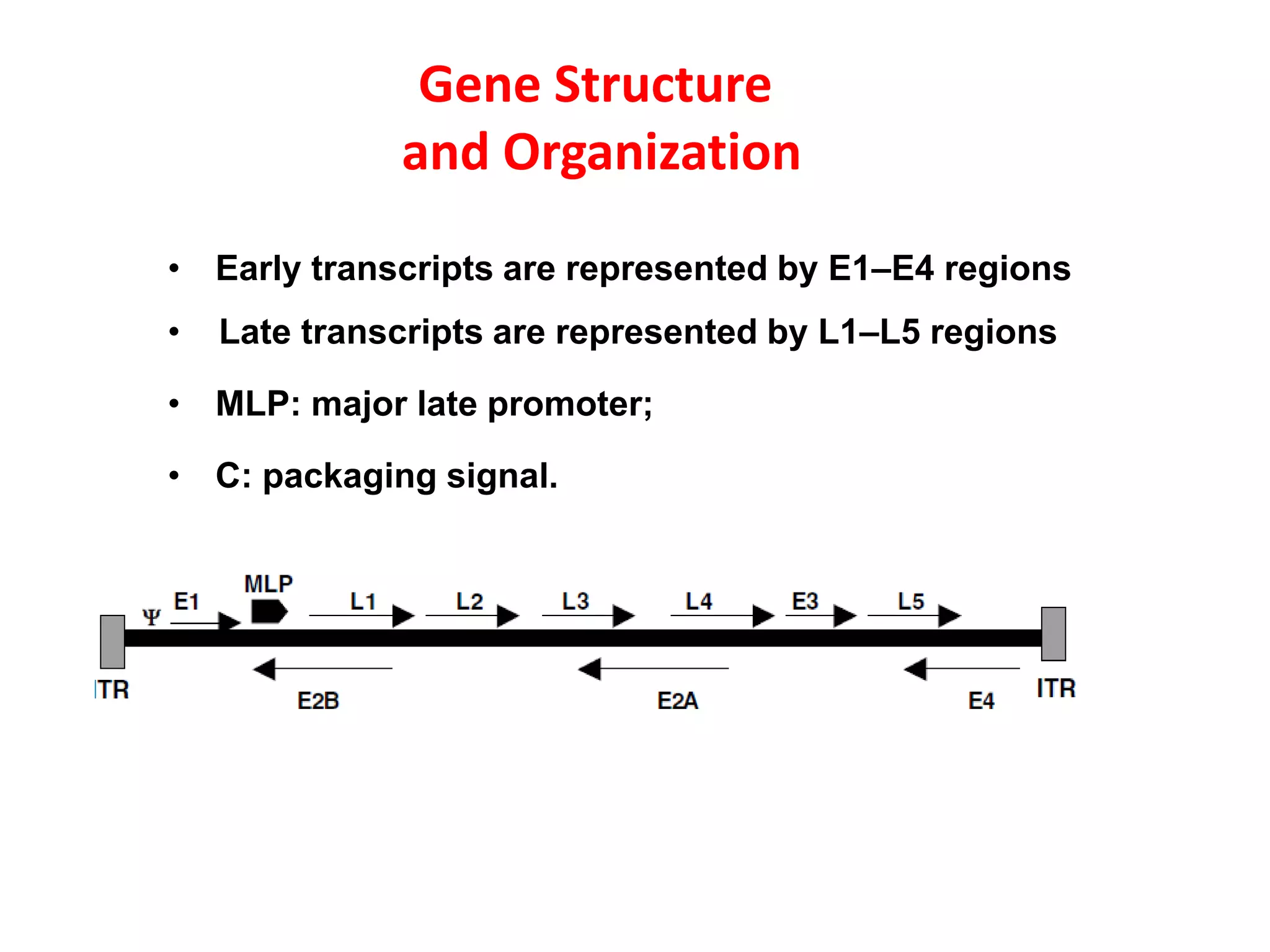VIRAL VECTORS FOR GENE TRANSFER | PPTX