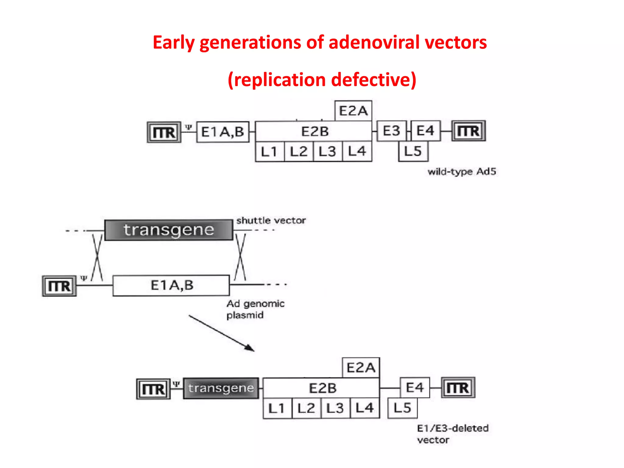 VIRAL VECTORS FOR GENE TRANSFER | PPTX