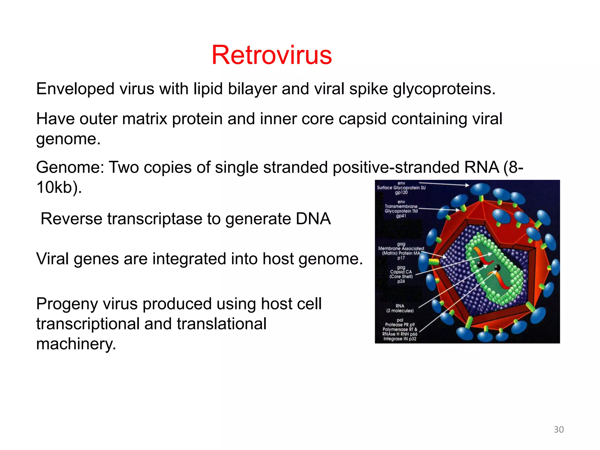 VIRAL VECTORS FOR GENE TRANSFER | PPTX