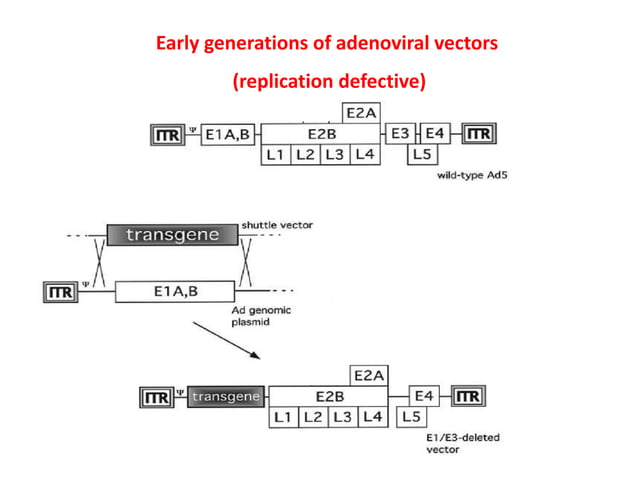 VIRAL VECTORS FOR GENE TRANSFER | PPTX | Biological Sciences | Science