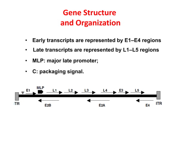 VIRAL VECTORS FOR GENE TRANSFER | PPT