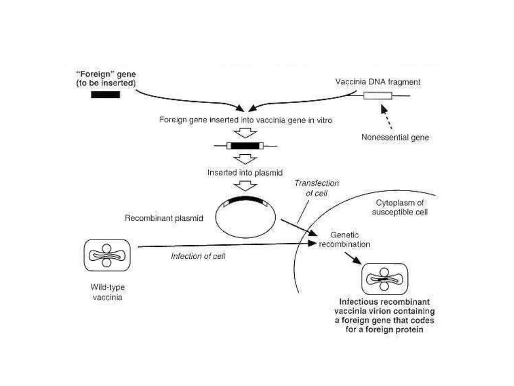 VIRAL VECTORS FOR GENE TRANSFER