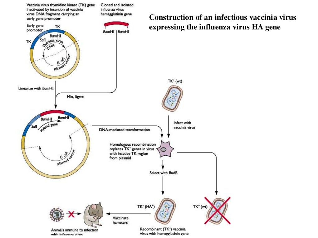 VIRAL VECTORS FOR GENE TRANSFER
