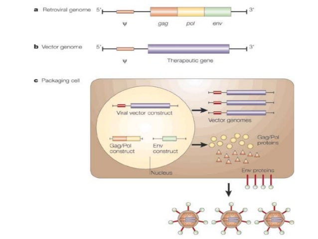 VIRAL VECTORS FOR GENE TRANSFER