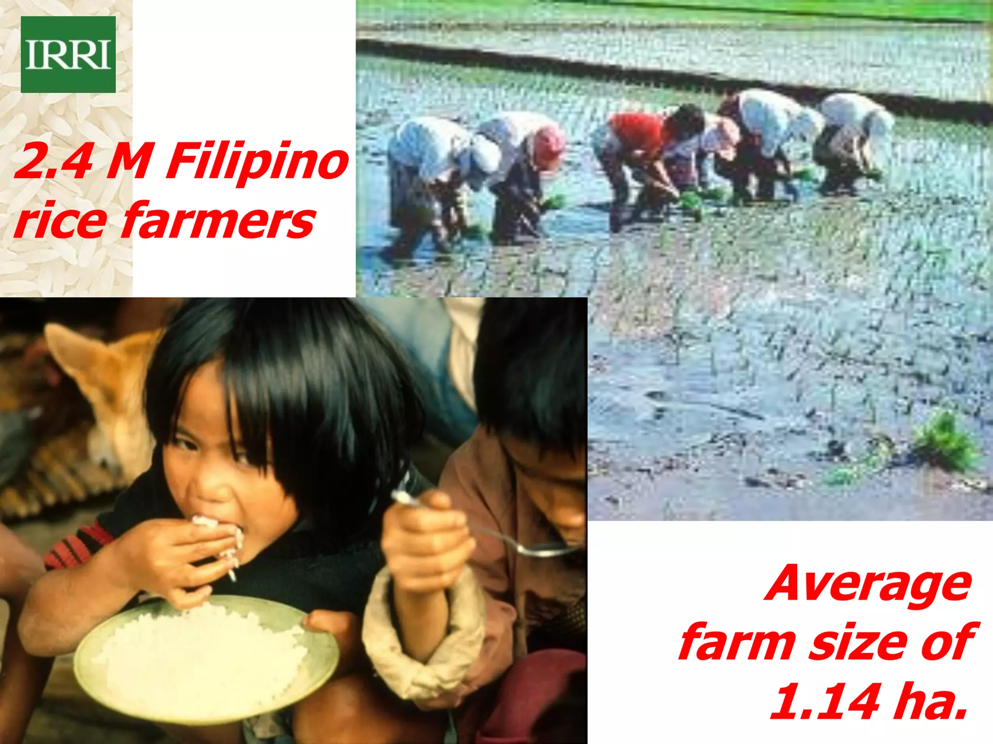 Rice Farming in the Philippines: Some Facts & Opportunities | PDF